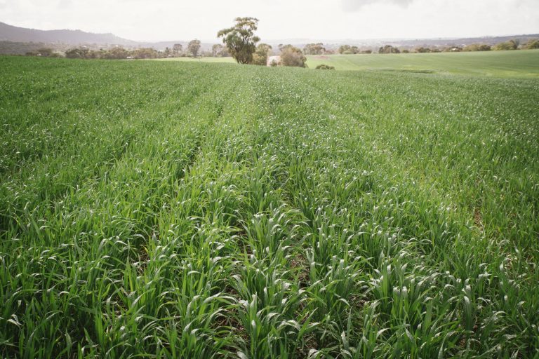 Potassium In Soil Explained - Soil Quality Knowledge Base
