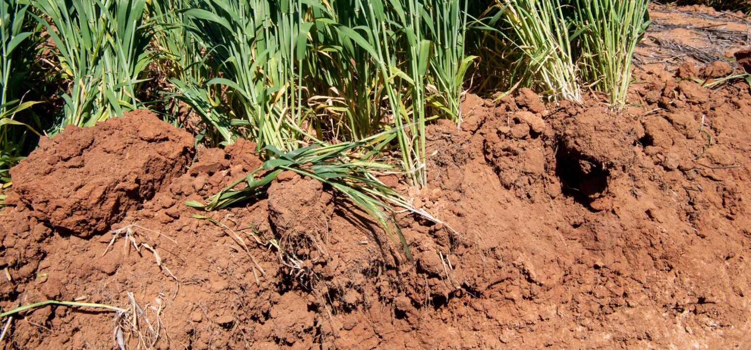 Waterlogged Soil Explained - Soil Quality Knowledge Base
