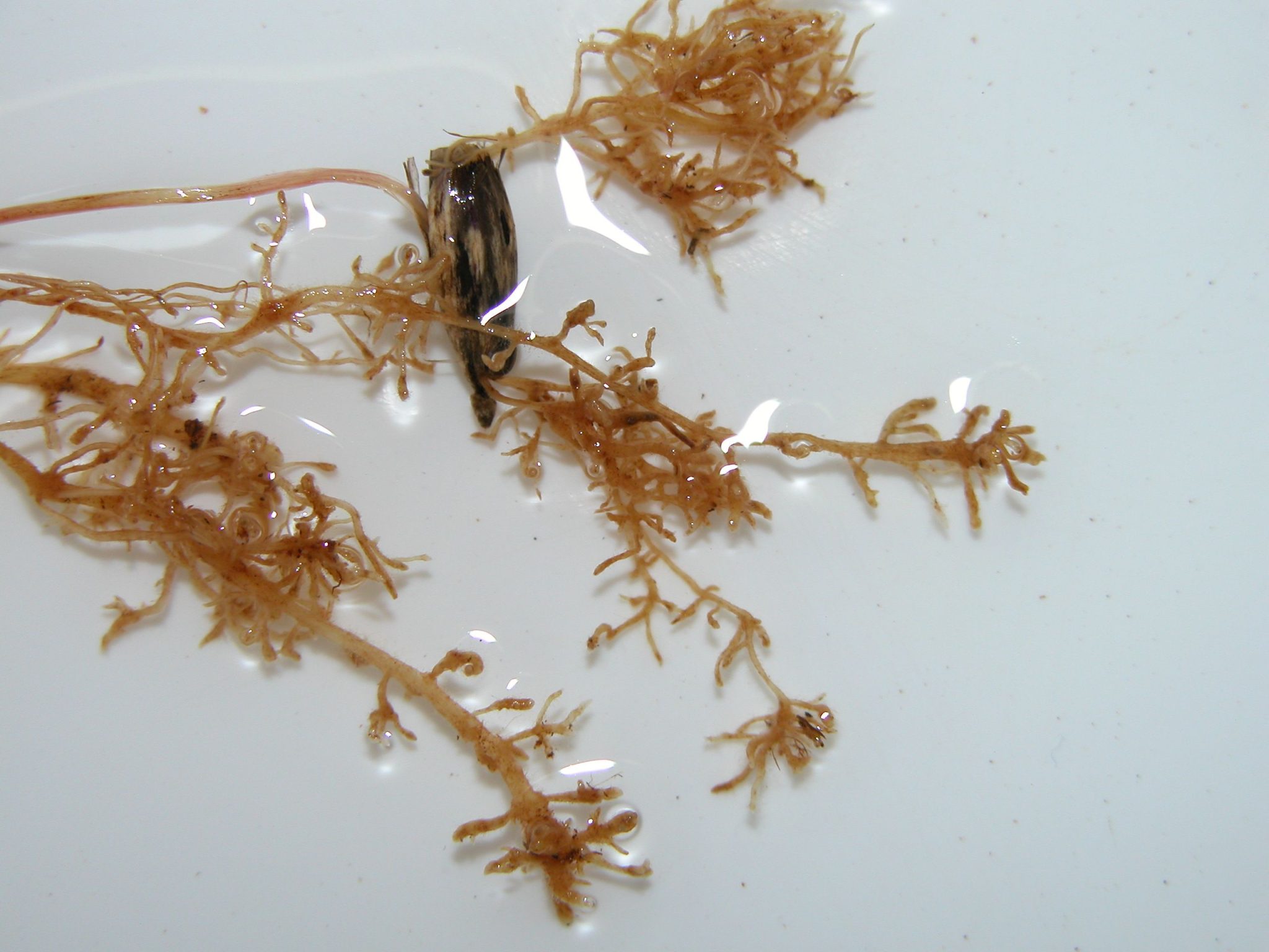 Soil Diseases & Pests - Soil Quality Knowledge Base