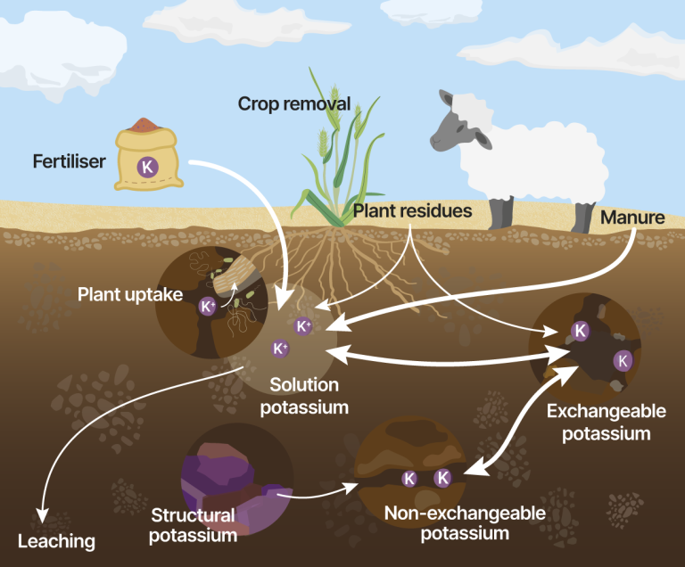 Potassium In Soil Explained - Soil Quality Knowledge Base