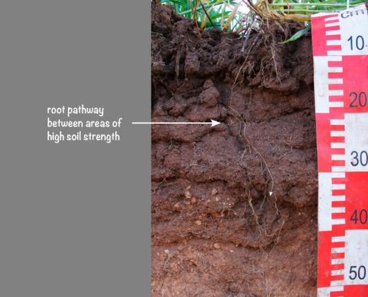 Soil Compaction Explained - Soil Quality Knowledge Base