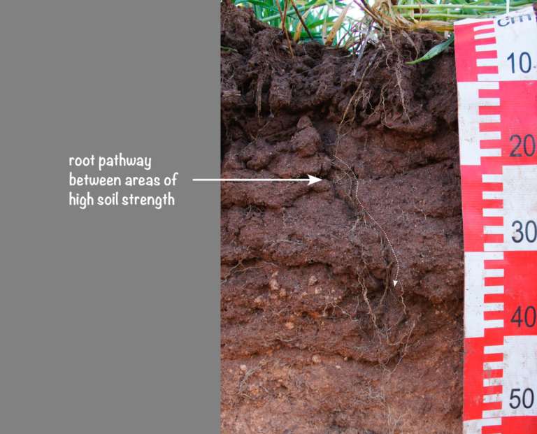 Soil Compaction Explained - Soil Quality Knowledge Base