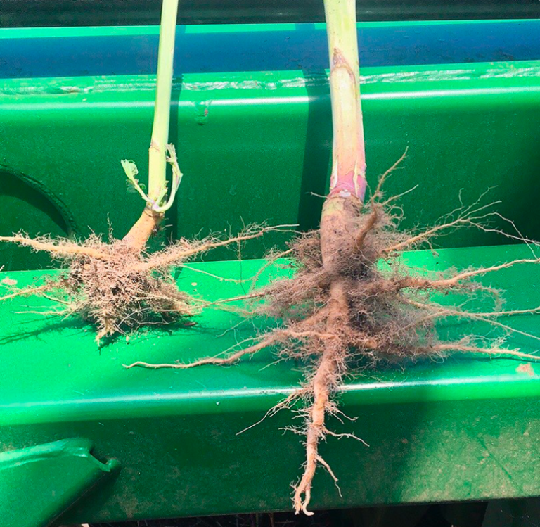 Soil Compaction Explained - Soil Quality Knowledge Base