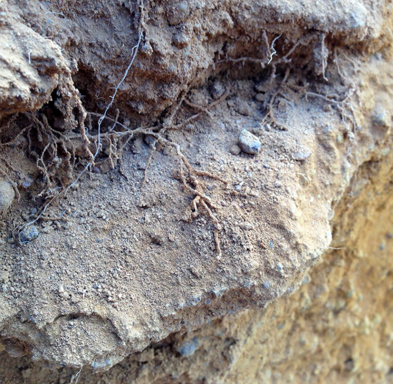 Soil Compaction Explained - Soil Quality Knowledge Base