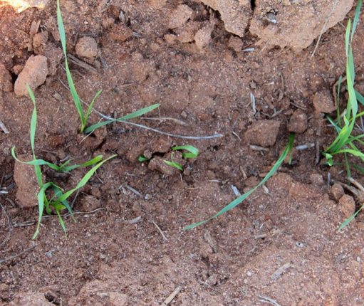 Sodic & Alkaline Soil - Soil Quality Knowledge Base