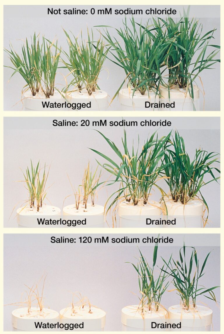 Waterlogged Soil Explained - Soil Quality Knowledge Base