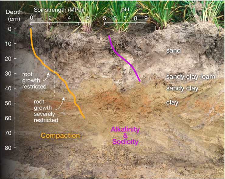 Common soil constraint scenarios and their management options - WA Soil ...