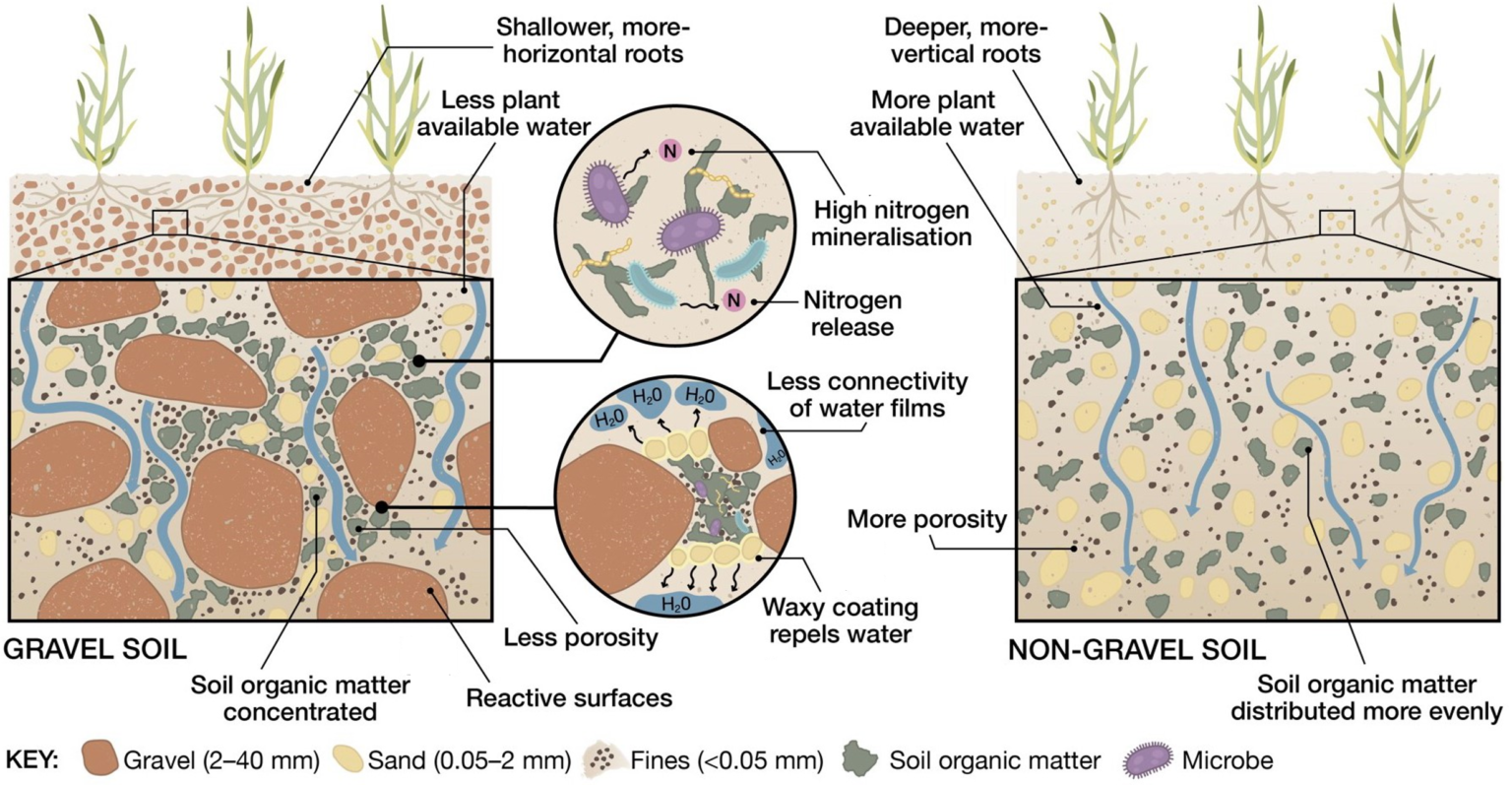 Gravel Soil Explained - Soil Quality Knowledge Base