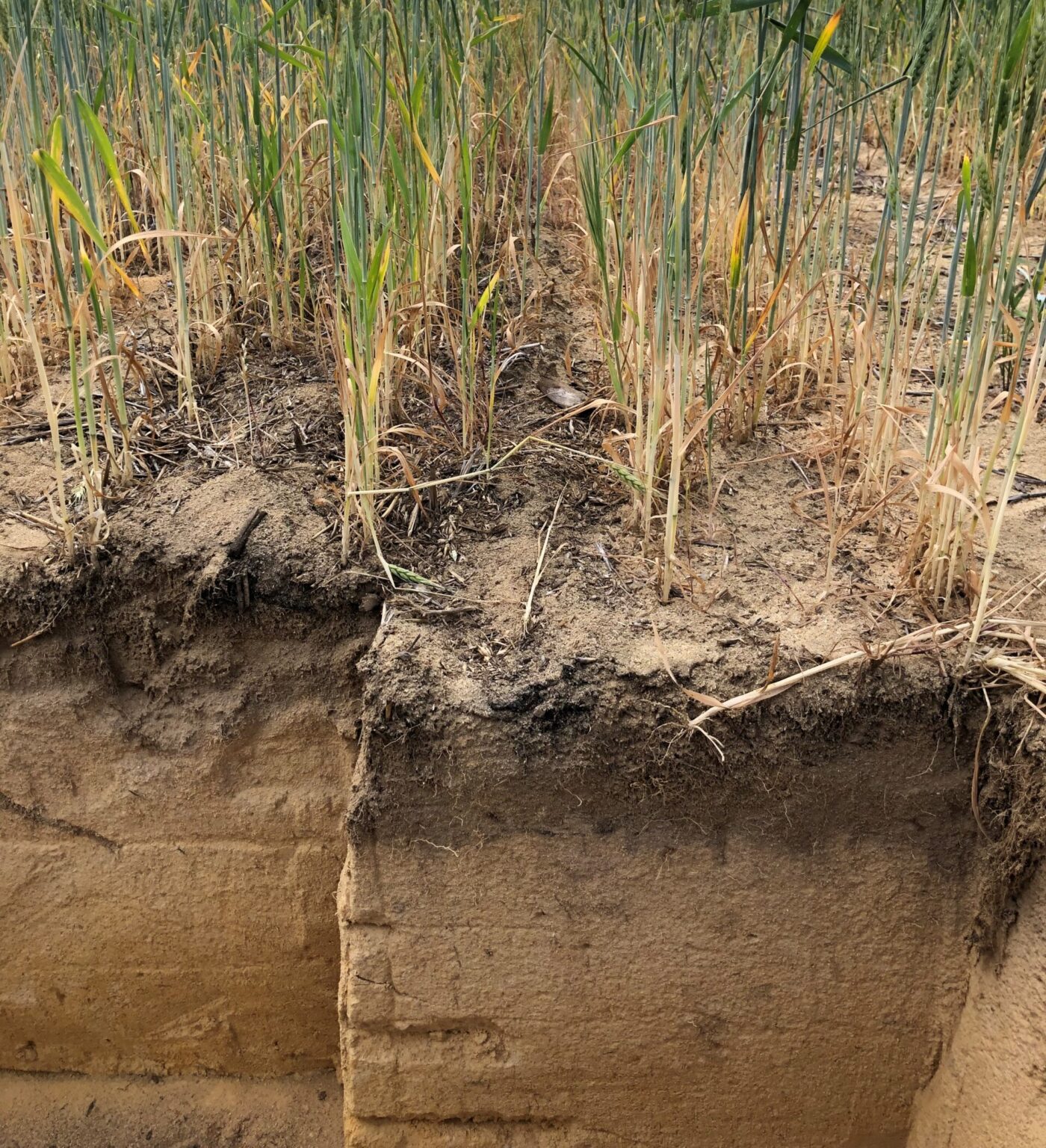 About - Soil Quality Knowledge Base