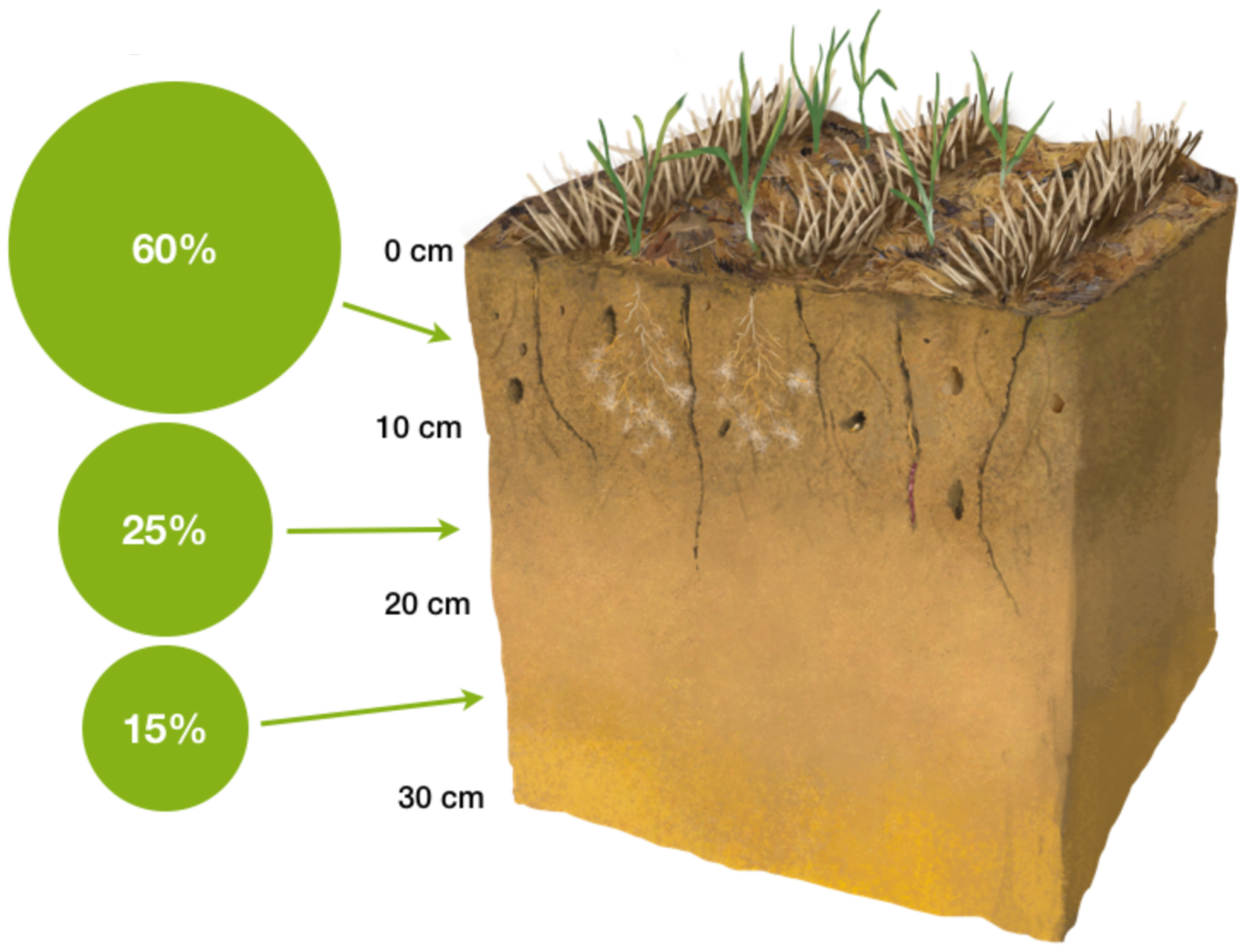 Soil Organic Matter - Soil Quality Knowledge Base