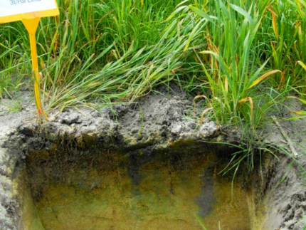 Acidic Soil Explained - Soil Quality Knowledge Base